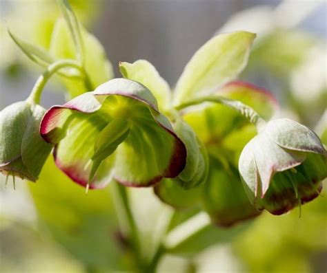 The Most Beautiful Bell Shaped Flowers To Add To Your Garden