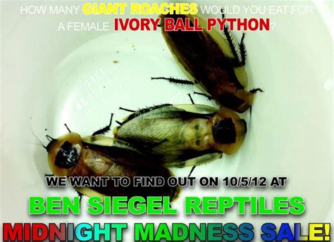 Man Wins Roach Eating Contest Then Dies Tsm Interactive