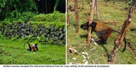 Automatic Wildlife Monitoring Prototypes For Humanity