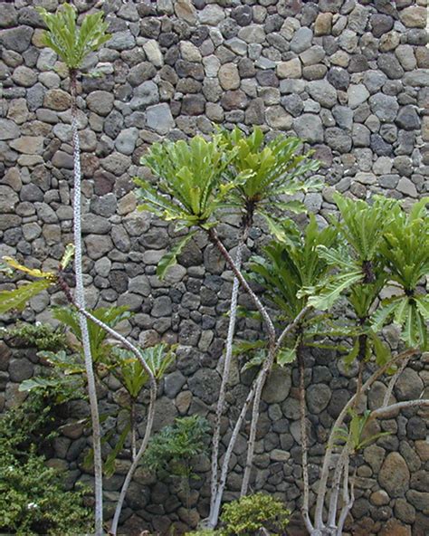 Фикус псевдопальма / Ficus pseudopalma