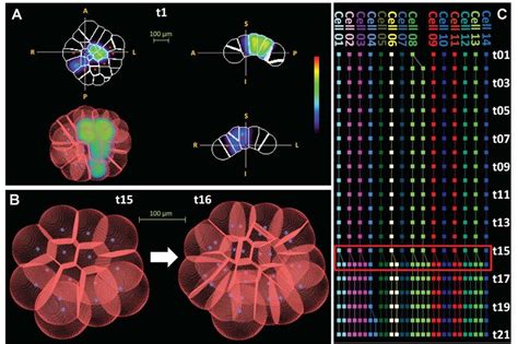 A Synthetic Dataset At T1 Displaying The Cell Nuclei Membranes And