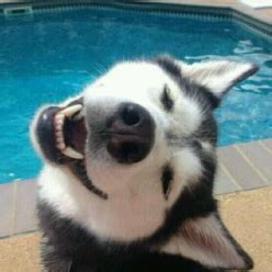 FramelessHelper Qt Quick无边框窗体跨平台整合实现Windows与MacOS基本完美