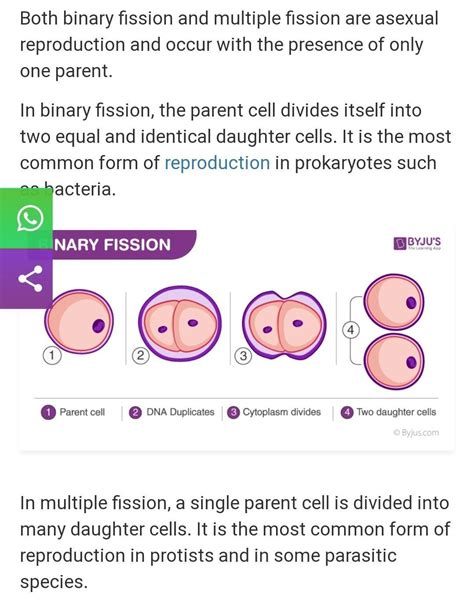Binary Fission And Multiple Fission Brainly In