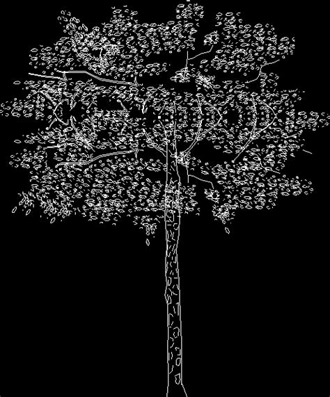 African Tulip Tree 2D DWG Elevation For AutoCAD Designs CAD