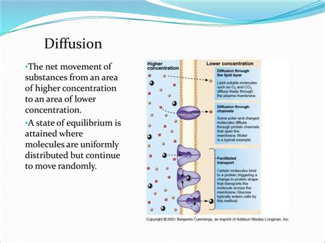 Plasma Membrane Functions Ppt Download