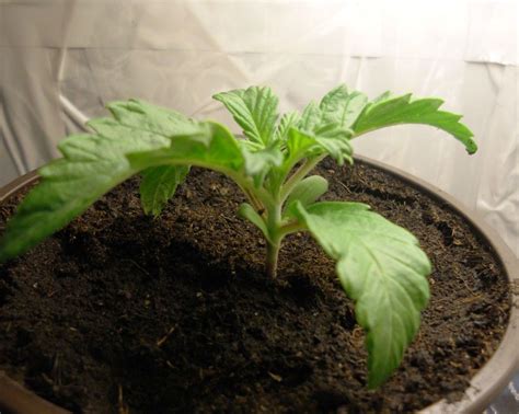 Guide To Autoflower Light Cycles Artofit