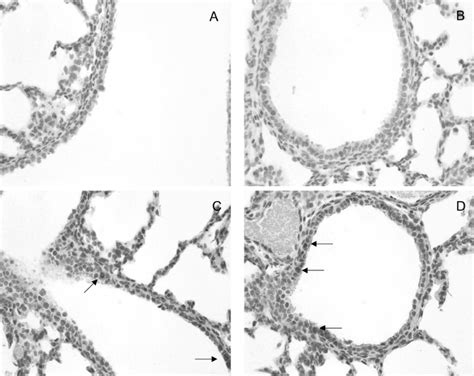 Representative Light Micrographs Showing Immunohistochemical