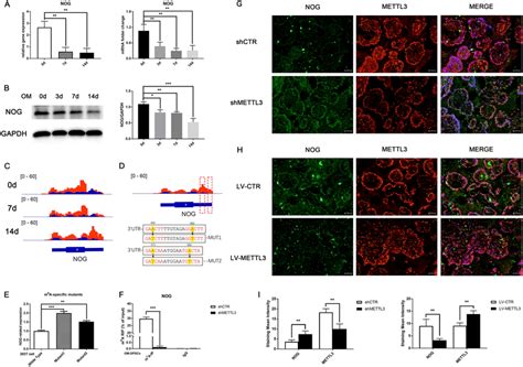 Dynamic M⁶a Modification Of Nog Orchestrates The Differentiation Stage Download Scientific