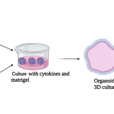 Michael Hamblin Distinguished Visiting Professor Phd University
