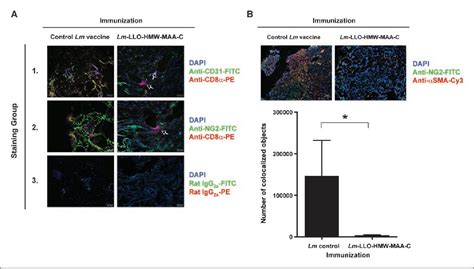 Figure 2 From Cancer Immunotherapy Targeting The High Molecular Weight Melanoma Associated