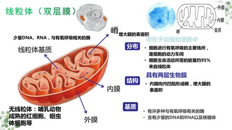 2022 2023学年高一上学期生物人教版（2019）必修1 3 2 细胞器之间的分工合作课件 共58张ppt 21世纪教育网