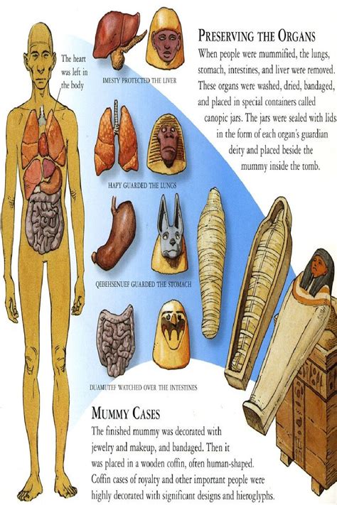 Egyptian Stomach Inside A Jar