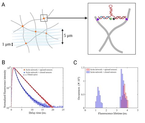 Fluorescence Lifetime Imaging Microscopy Flim Of In Vitro Actin