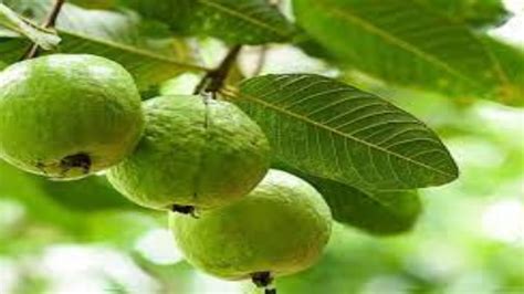 Guava Benefits In Winter That S Why Guava Is Eaten In Winter Know Its Miraculous Benefits