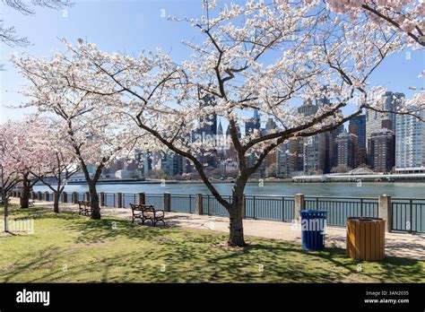 Cherry Trees Bursting With Blossoms Create A Picturesque View Along The