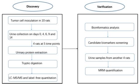 Workflow Of Urinary Proteomics Discovery And Verification In This