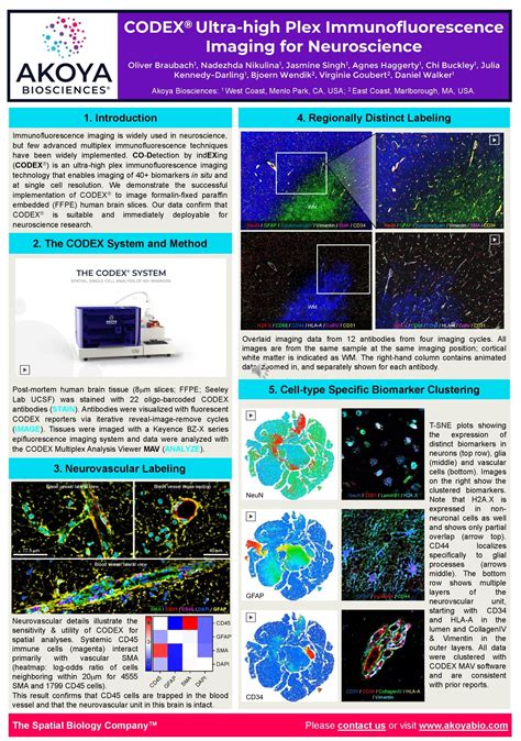 Ultra High Plex Spatial Biomarker Imaging In Neuroscience Research Akoya