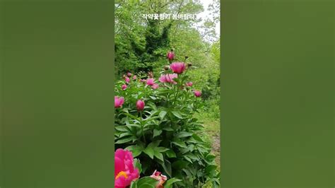 작약꽃 바람결에 춤을추다 아카시아꽃 푸르름으로 뒤덮인 5월의향기 누워서맞이하는 나뭇잎 사이 하늘청명 하다 건강하고행복한삶 영위하자 시인고말순 고박사농원