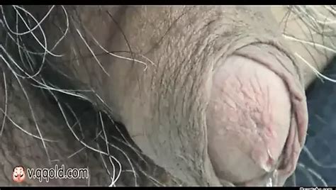 Free Old Men Group Sex Gay Porn Videos Xhamster