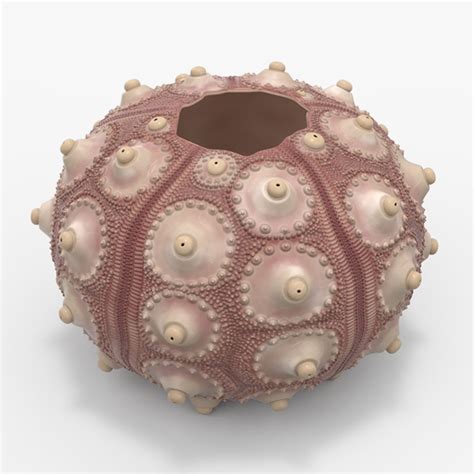 Decorative Pink Sputnik Sea Urchin Shell 3d Model 29 3ds Blend C4d Fbx Max Ma Lxo Obj Decorative Pink Sputnik Sea Urchin Shell 3d Model 29 3ds Blend C4d Fbx Max Ma Lxo Obj
