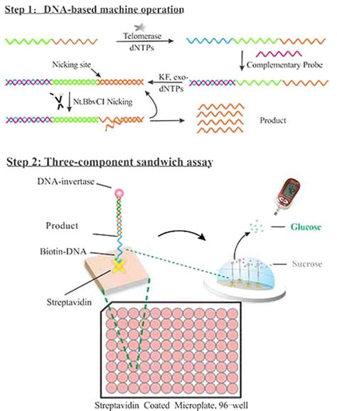 Telomerase Activity