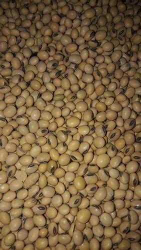 Soybean Seeds In South Africa Soybean Seeds Manufacturers Suppliers In South Africa