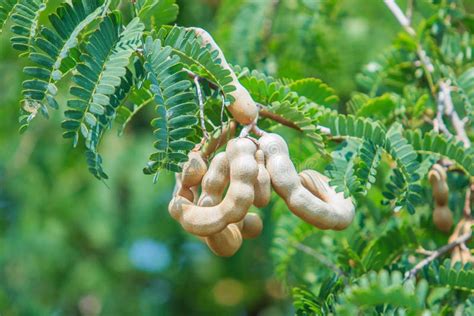 Tamarind Pod Stock Image Image Of Group Isolated Nutritious 37378201