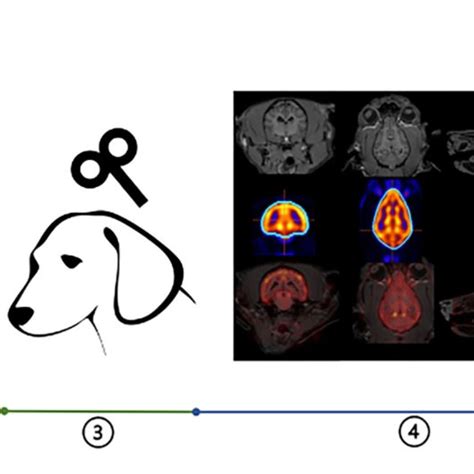 Pipeline Of The Whole Experimental Protocol 1 Twelve Beagles Were Download Scientific