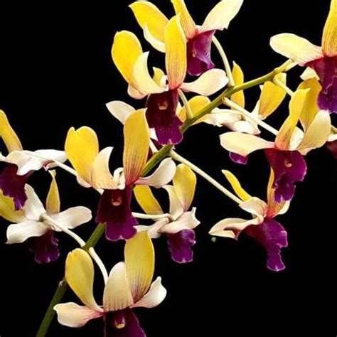 Jual Seedling Anggrek Dendrobium Dendro Indonesia Merdeka Indonesia Shopee Indonesia