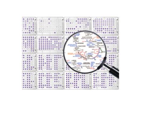 Customizable Phenotype Microarray Microplates By Biolog