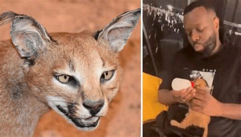 Gims présente sa maman Caracal malgré les attaques des associations pour protection des animaux
