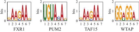 An Encoding Decoding Framework Based On Cnn For Circrna Rbp Binding