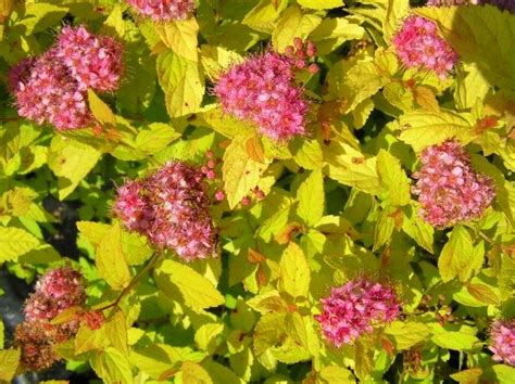 Спирея японская Голден Принцесс Spiraea japonica Golden Princess ...