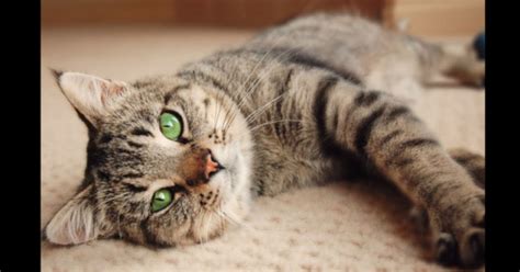 Пет неща които вашата котка знае за вас но вие не знаете за себе си За Жената