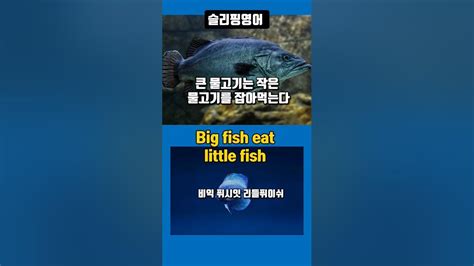 영어속담 큰 물고기는 작은 물고기를 잡아먹는다 영어격언영어명언슬리핑영어 Youtube