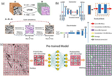 Schematic Of Colorization Process And The Utom Method For The Download Scientific Diagram