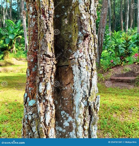Close Up Forest Tree Trunk Generic Wood Plant Stock Image Image Of Plant Green