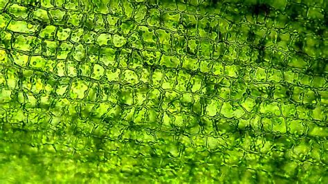 Plant Cells Under A Microscope Ppt Identifying Cells Under The