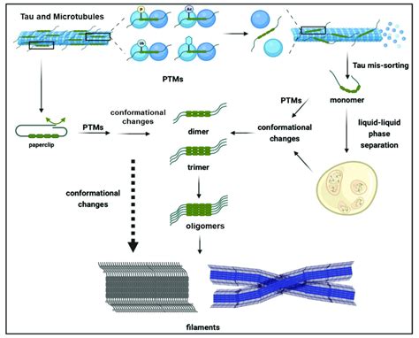 A Stepwise Model Elucidating The Process Of Tau Aggregation The