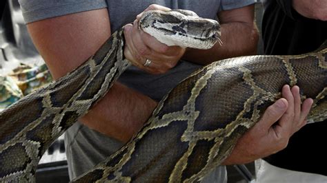 Python Mann Schockt Restaurantgäste Mit Riesenschlange Welt