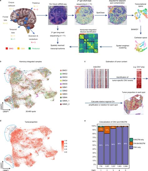 Spatial Transcriptomics Reveals Niche Specific Enrichment And