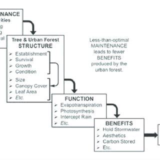 Maintenance Directly Impacts Tree Structure Which In Turn Impacts The Download Scientific