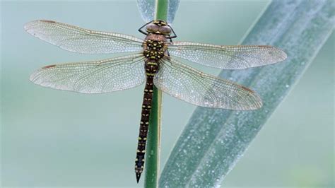 Why Female Dragonflies Go To Extreme Lengths To Avoid Sex National