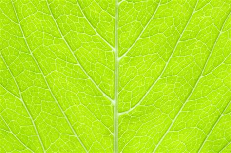 Premium Photo Structure Of Leaf