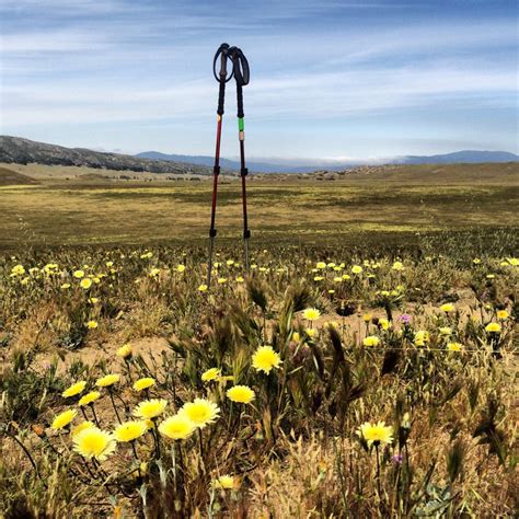 Rolling Hills Fields Of Grass And Stunning Flowers