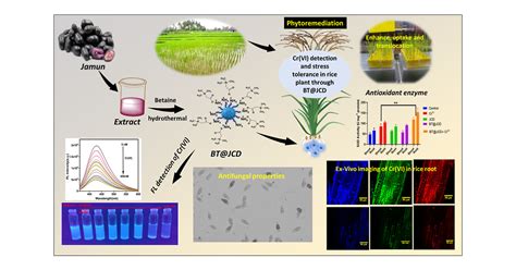 Betaine Modified Green Carbon Dot For Cr Vi Sensing In Vivo Cr Vi