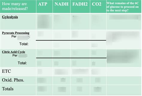 Cellular Respiration Chart Diagram Quizlet