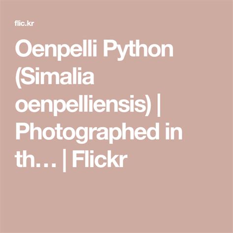 Oenpelli Python Simalia Oenpelliensis