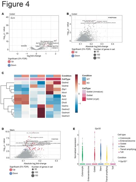 Increased Pyroptotic Signatures In Goblet Cells Lacking Epithelial