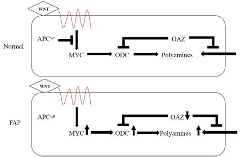 Role Of The Apc Tumor Suppressor Gene In Signaling Expression Of Genes Download Scientific